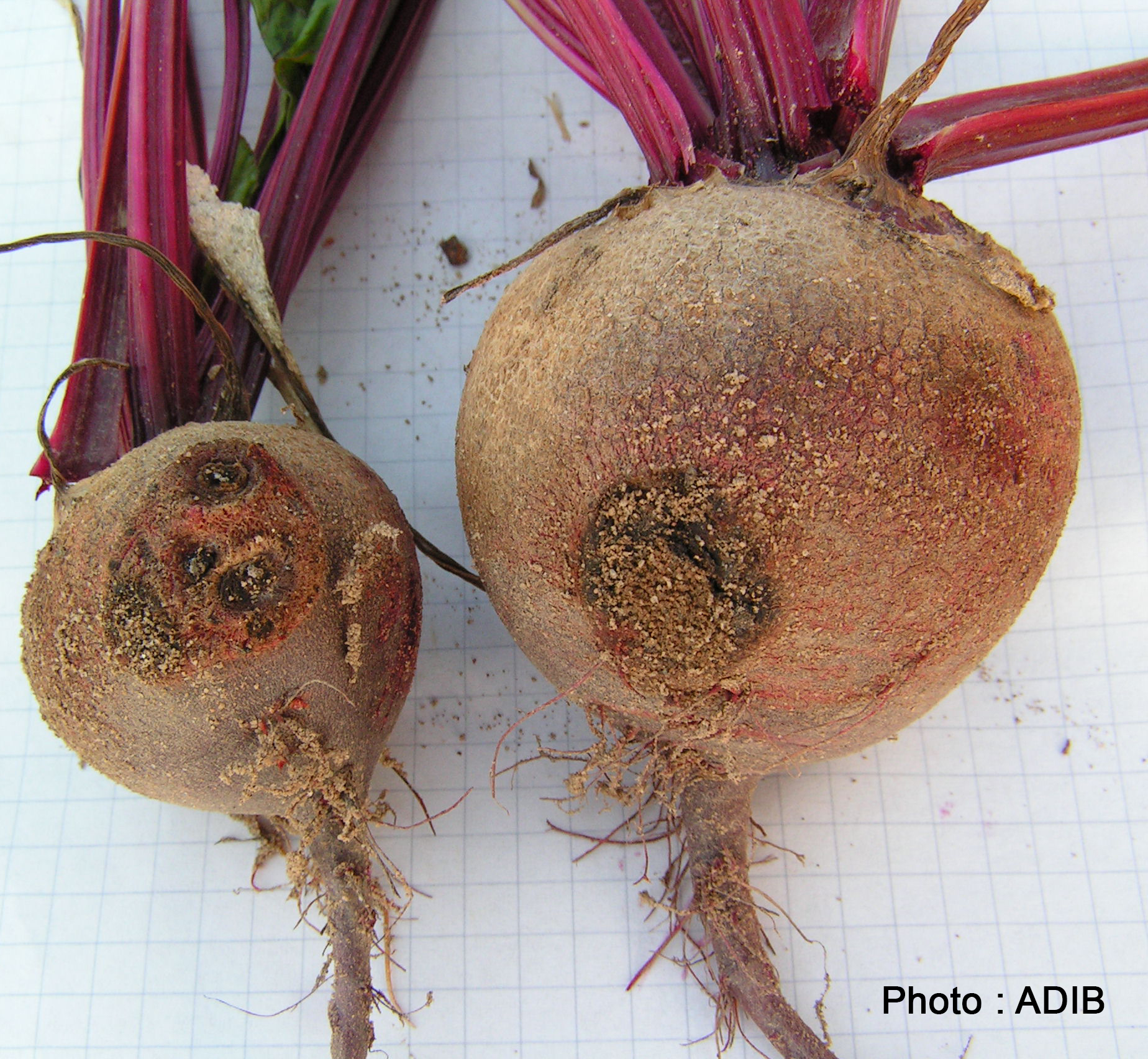 GALE COMMUNE | Vilmorin-Mikado France | Semences potagères pour ...