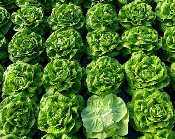 Laitues Abri KATAR - Vilmorin-Mikado France | Semences potagères pour ...